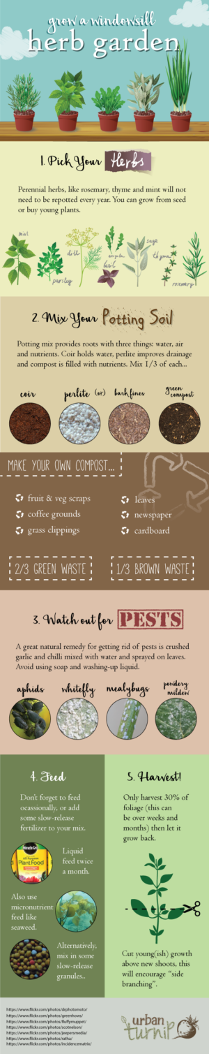 Growing an indoor herb garden: veganically and sustainably - Urban Turnip