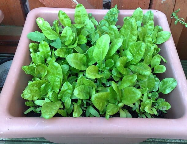 How to Grow Spinach in Containers - Urban Turnip