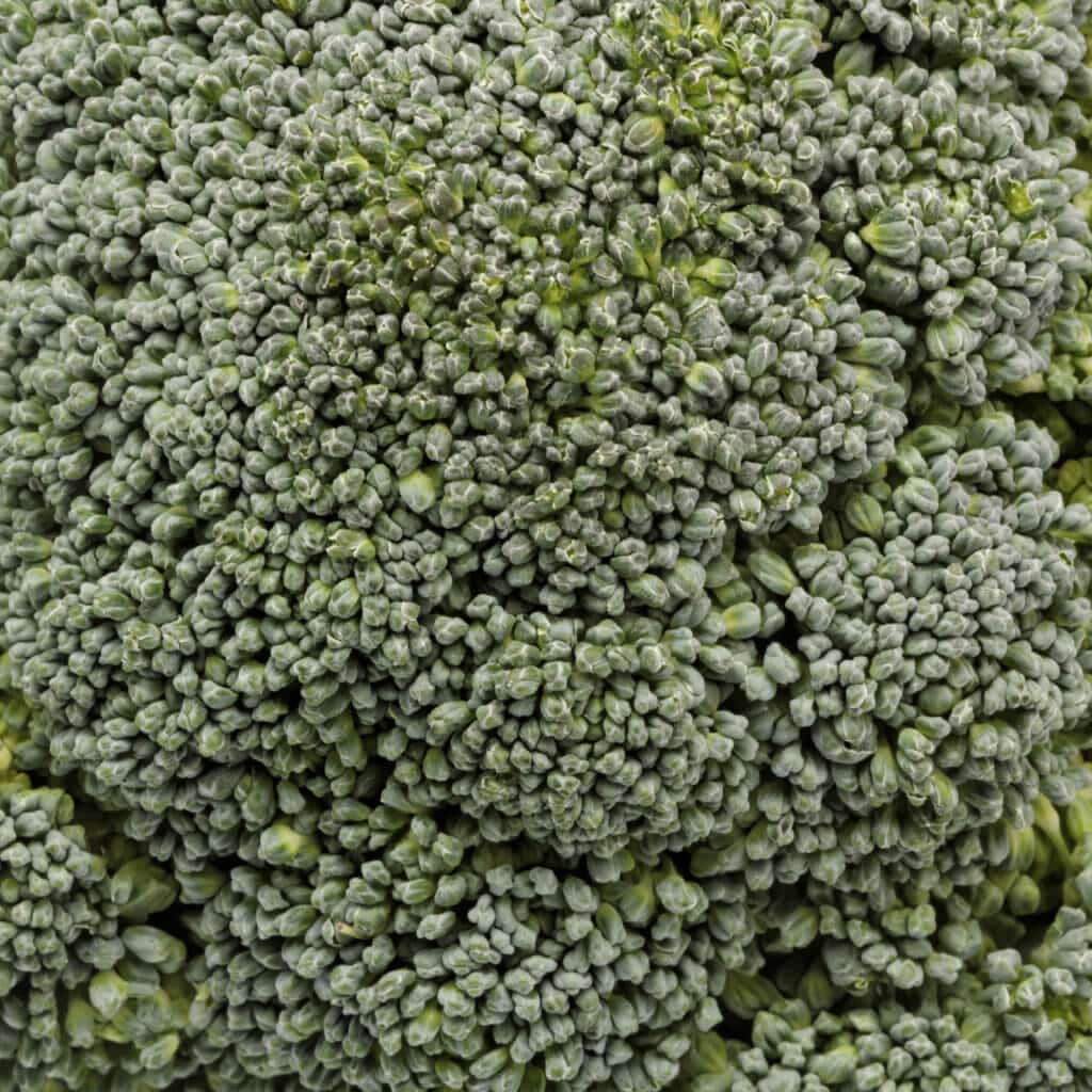 How to grow broccoli in containers - Urban Turnip